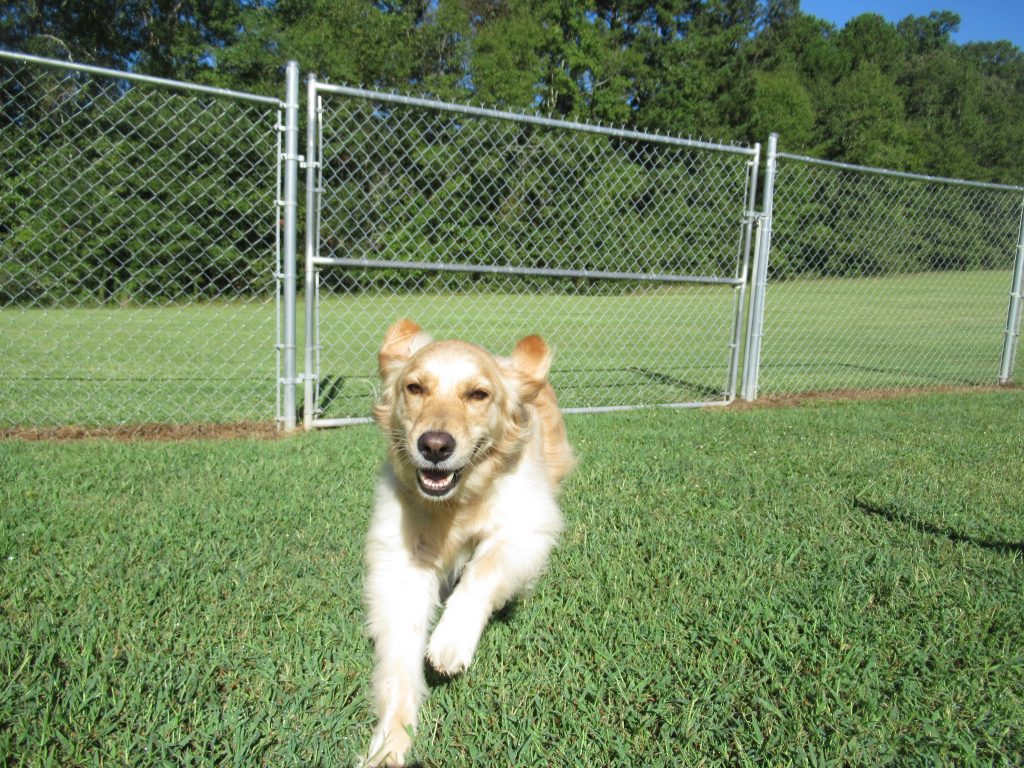 When To Start Training My Dog? - Smith Farms Boarding Kennels